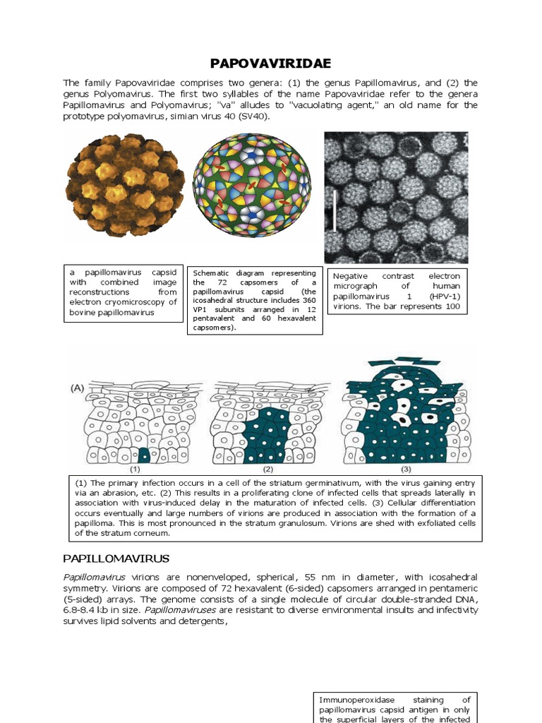 PAPOVAVIRIDAE | PDF | Virus | Diseases And Disorders
