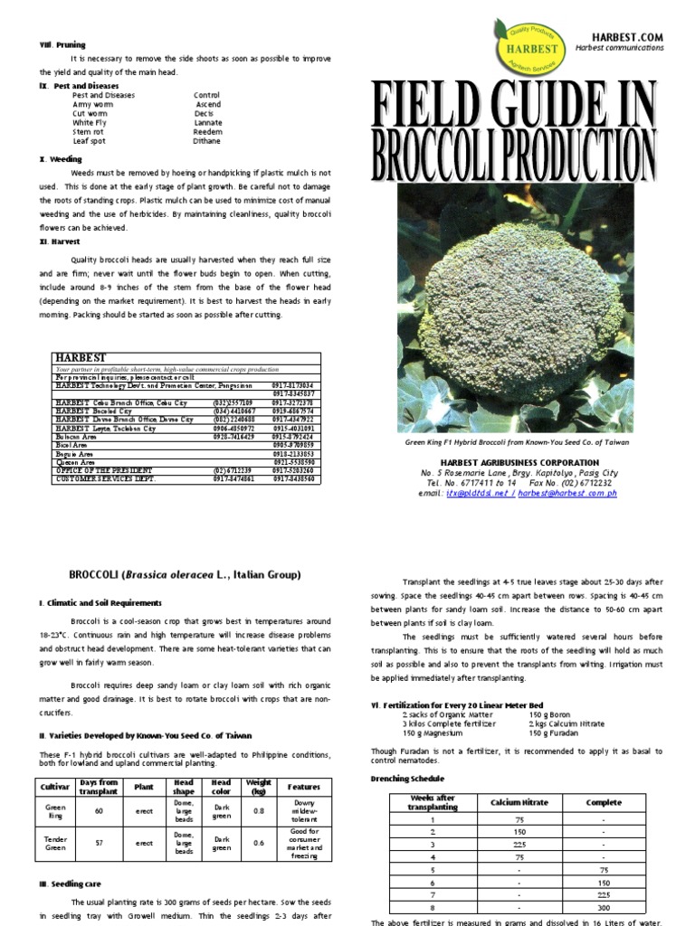 Broccoli Farming Techniques in Karnataka | PDF | Broccoli | Mulch