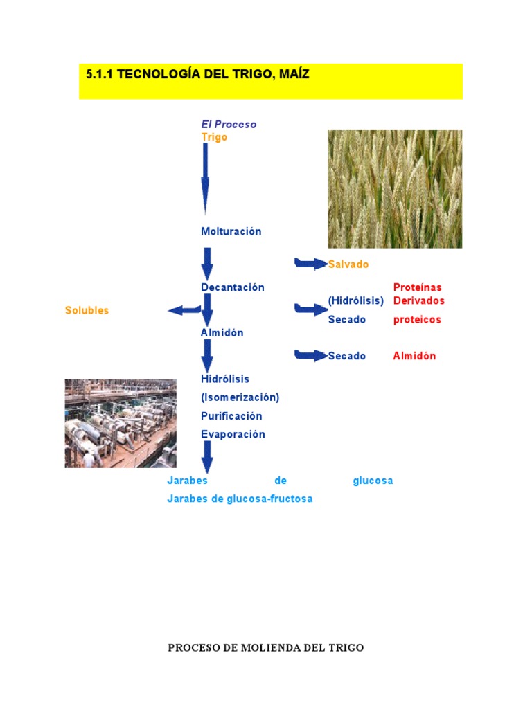 Proceso de Molienda del Trigo | PDF | Trigo | Panes