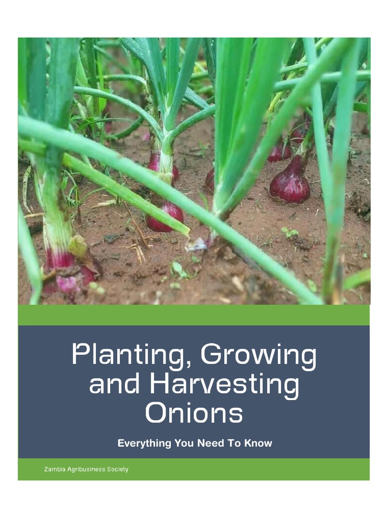 Planting, Growing, and Harvesting Onions - ZAS | PDF | Onion | Soil