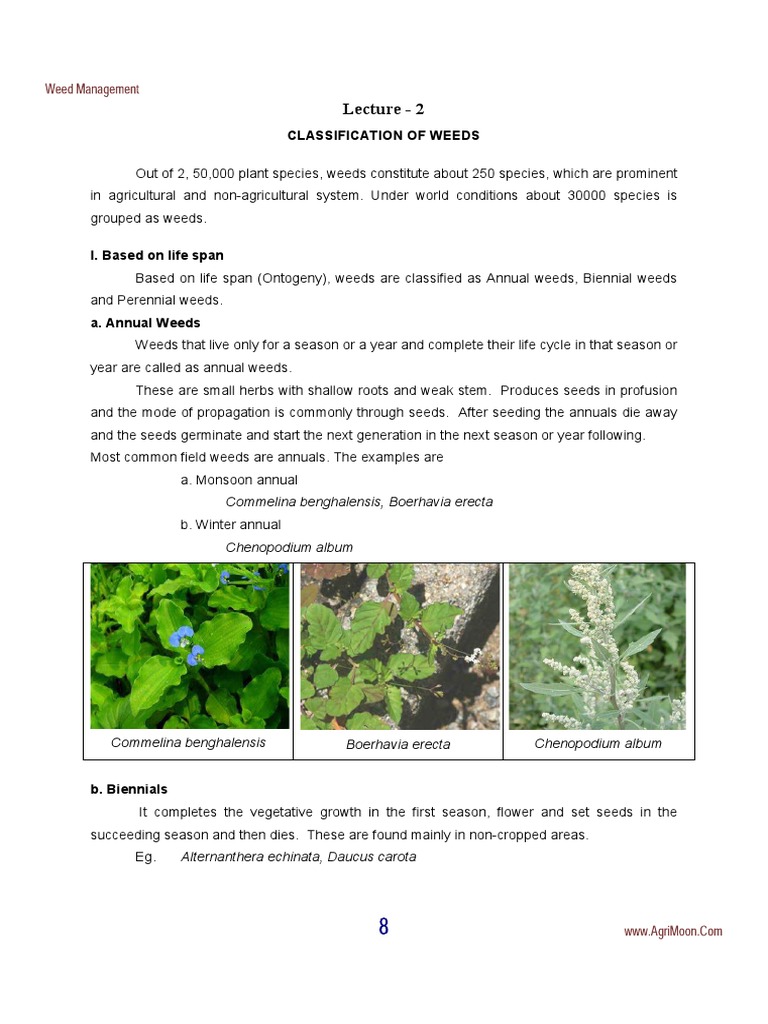 Classification of Weed | PDF | Perennial Plant | Weed