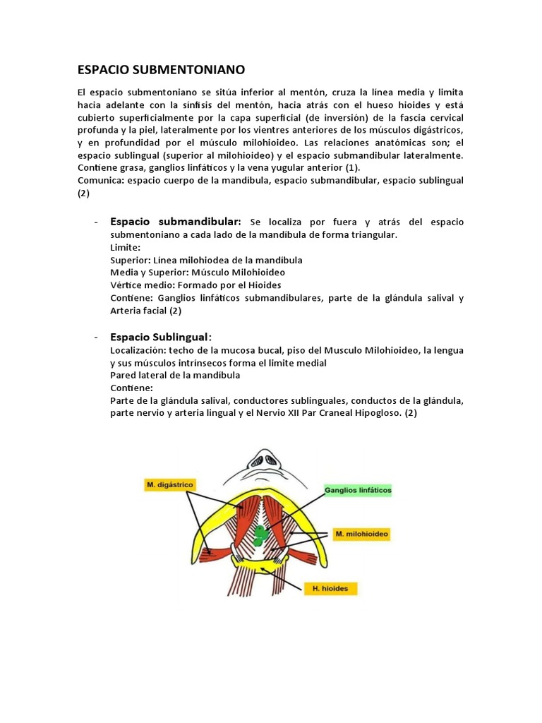 ESPACIO SUBMENTONIANO Anatomia | PDF | Anatomía humana | Cabeza y ...