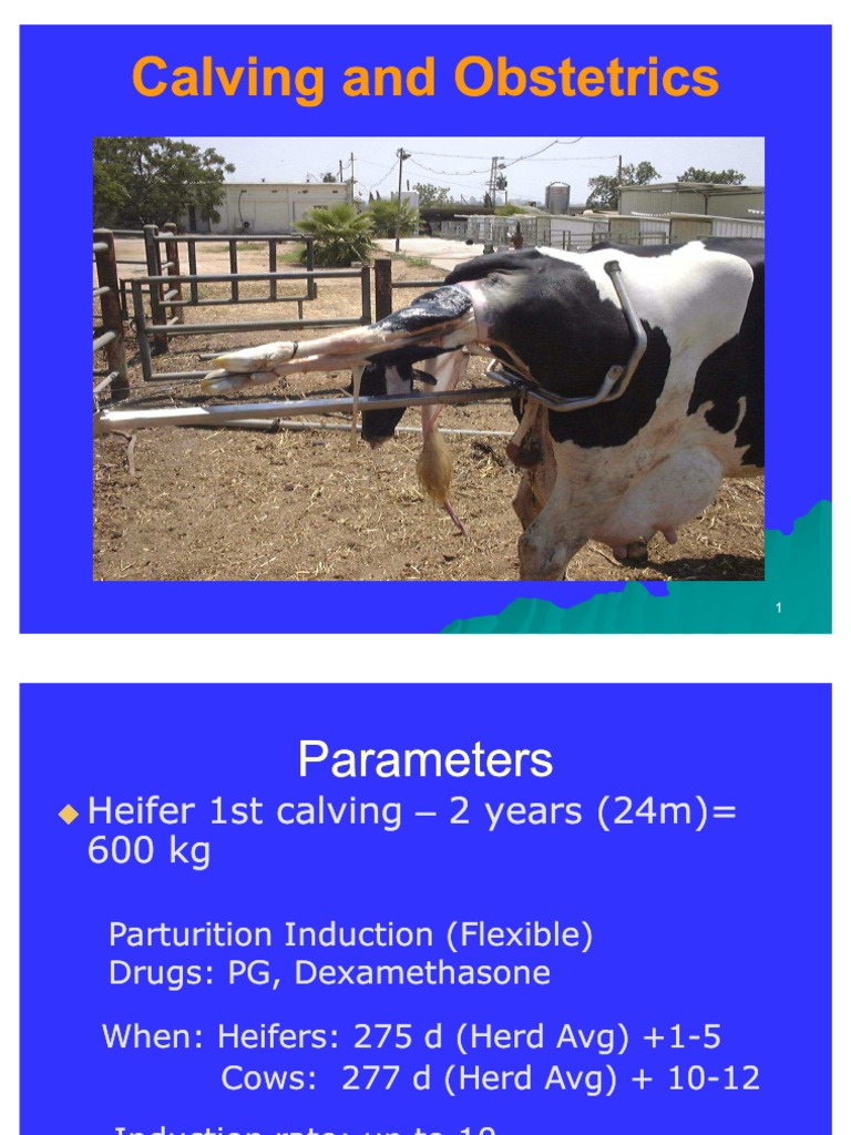 Schistosoma Reflexus in Cattle Calving | PDF | Childbirth | Calf