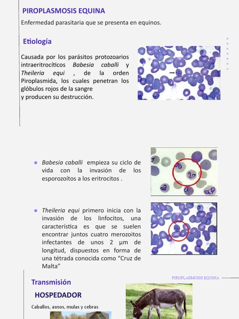 Piroplasmosis Equina - Varroosis-Cisticercosis | PDF | Medicina ...