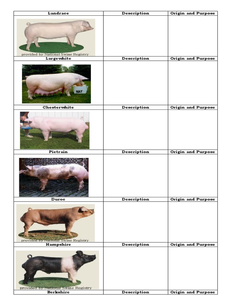 Descriptions and Origins of Common Swine Breeds | PDF | Breeds | Mammal ...