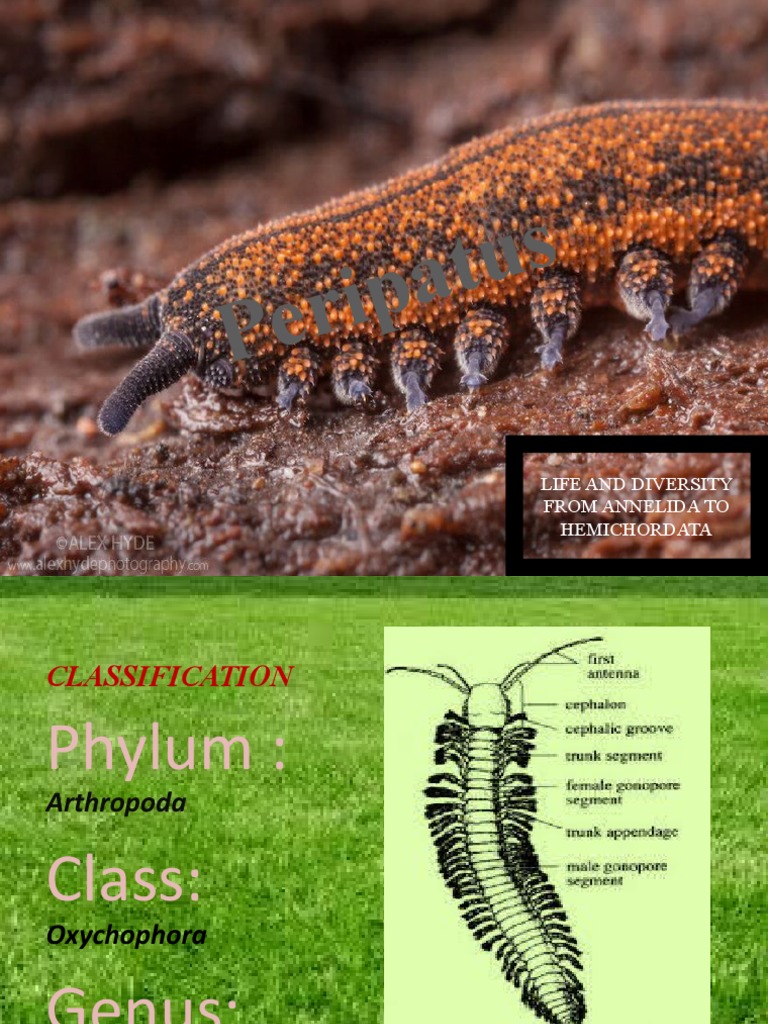 Perip Atus: Life and Diversity From Annelida To Hemichordata | PDF ...