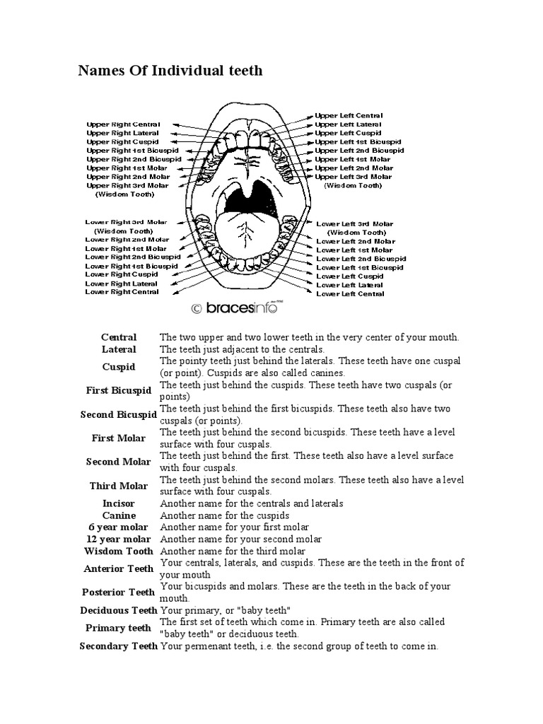 Names of Individual Teeth | PDF | Dental Anatomy | Dentistry