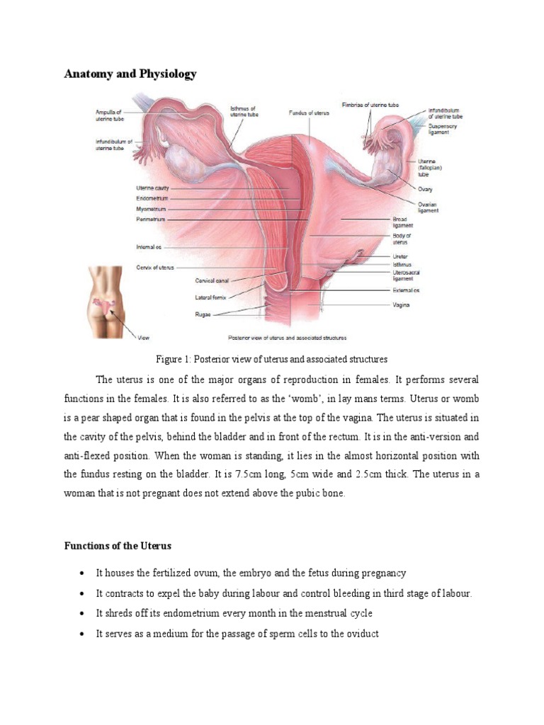 Anatomy and Physiology: Functions of The Uterus | Download Free PDF ...