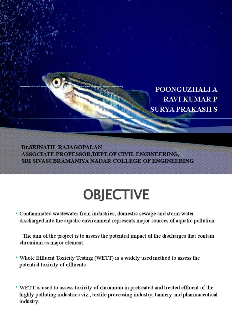 Zebrafish PPT Final | PDF | Sewage | Water Pollution