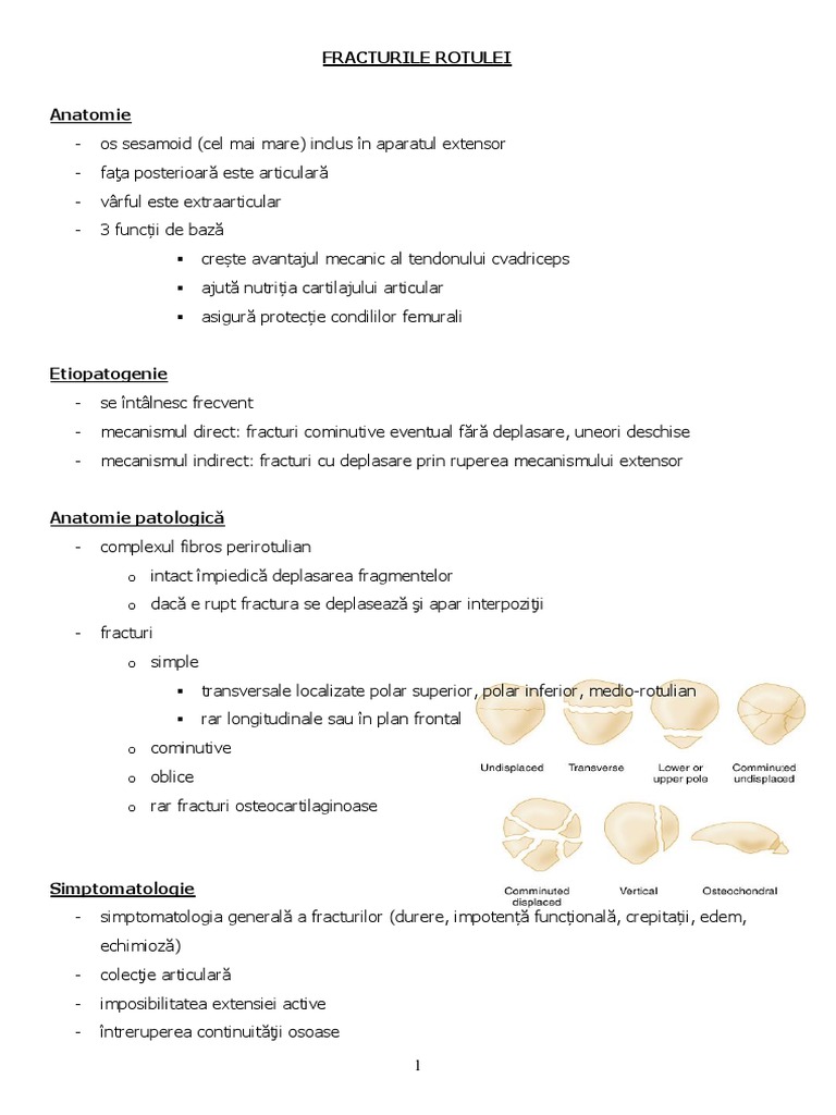 Curs 13 Genunchiul | PDF
