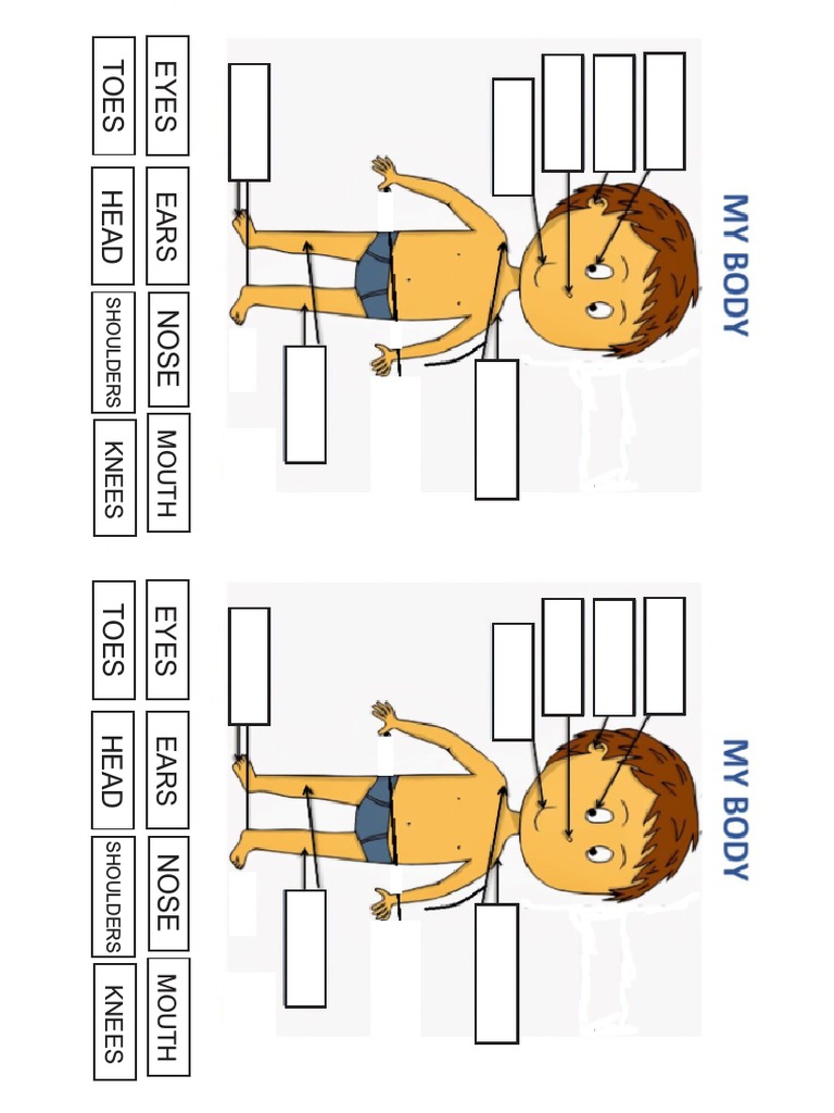 Parts of The Body | PDF
