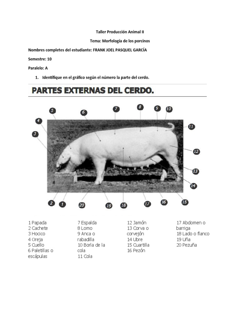 Morfología porcina: características clave | PDF | Cerdo doméstico