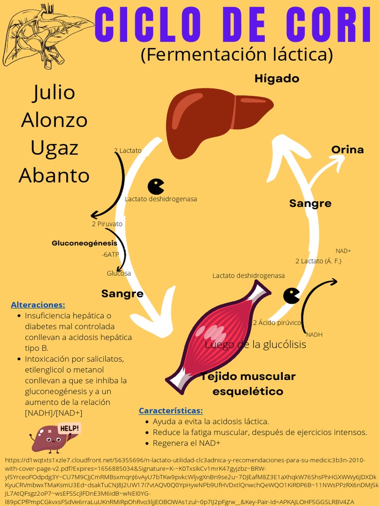 Ciclo de Cori: Metabolismo y Función | PDF