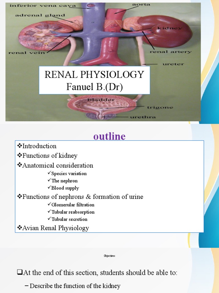Renal Physiology 1 1a | PDF | Kidney | Physiology