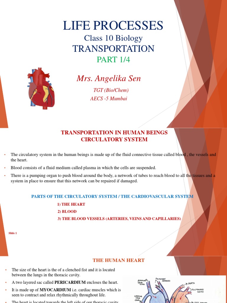 Life Processes: Class 10 Biology | PDF | Atrium (Heart) | Heart Valve