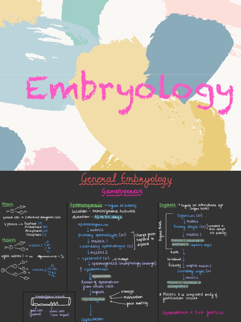 Embryology | PDF | Meiosis | Implantation (Human Embryo)