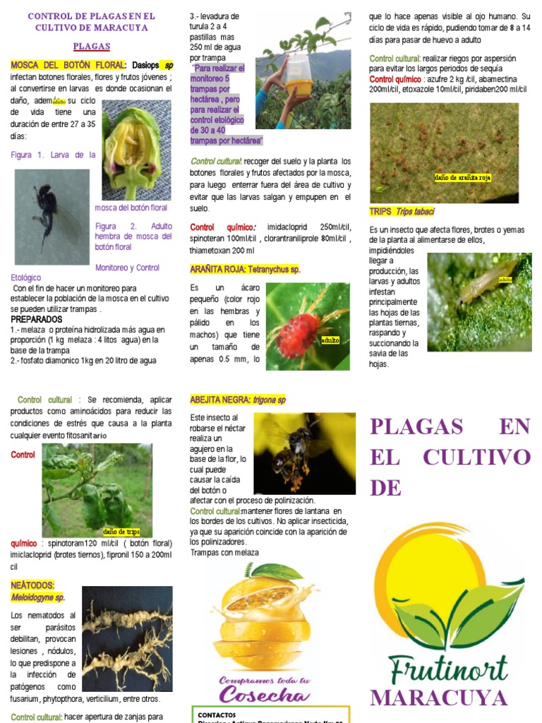 Tríptico Plagas y Enfermedades Del Cultivo de Maracuyá 1 | PDF | Insectos | Mosca