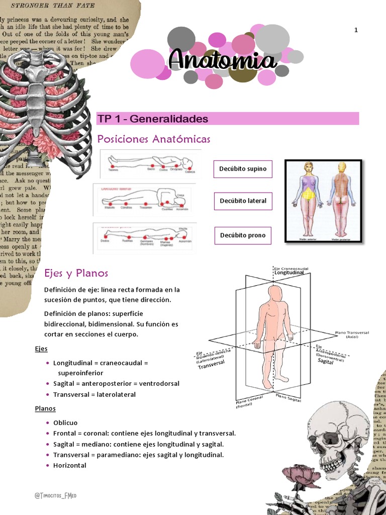 Resumen Anatomía - Generalidades y Dorso | PDF | Articulación | La columna vertebral