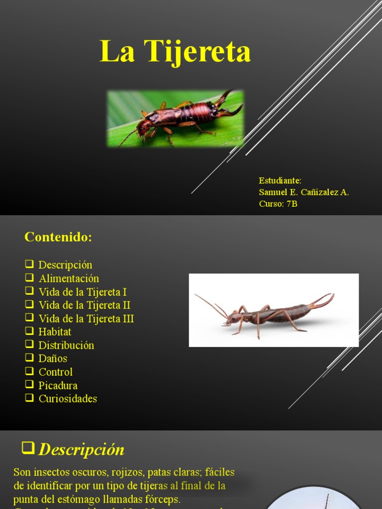 Tijereta | PDF | Insectos