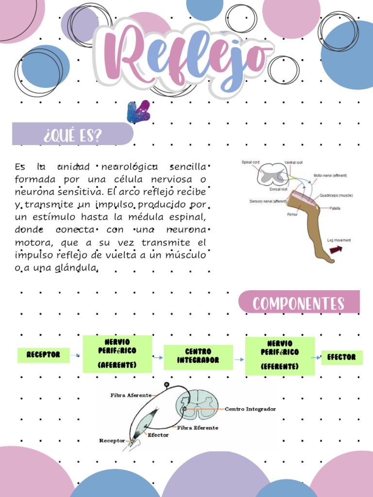 Componentes del Arco Reflejo | PDF