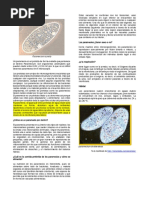 Partes y características del paramecio | PDF | Bioquímica | Química