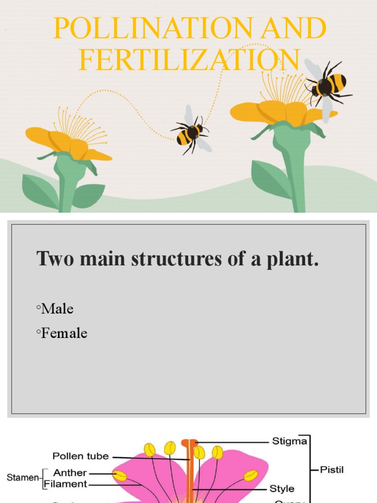 Pollination and Fertilization Explained | PDF