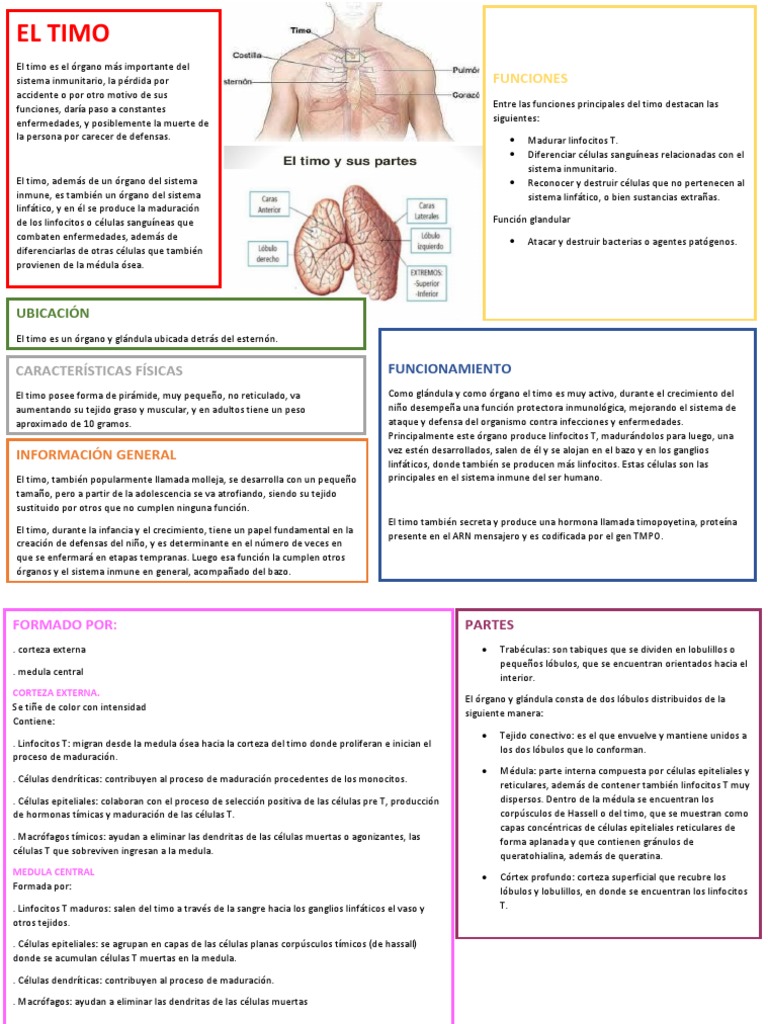 El Timo | PDF | Bazo | Ganglio linfático