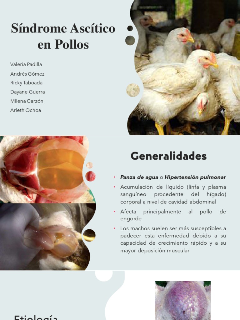 Ascitis en Pollos: Causas y Tratamiento | PDF | Abdomen | Aves