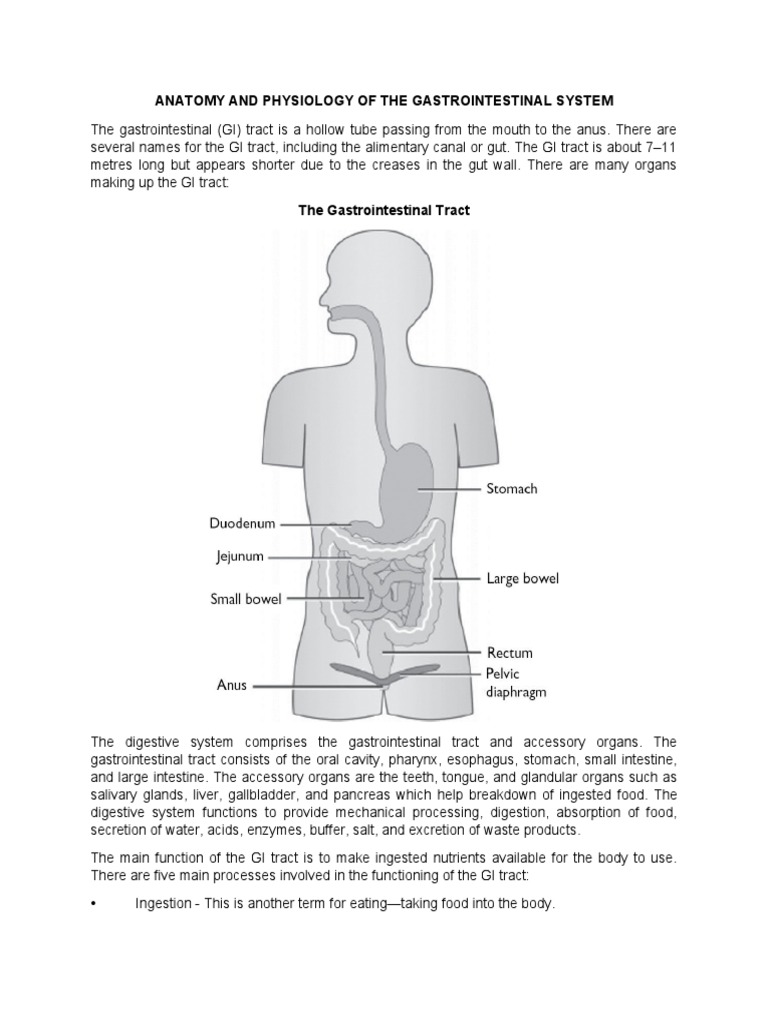 Anatomy and Physiology of The Gastrointestinal System | PDF ...