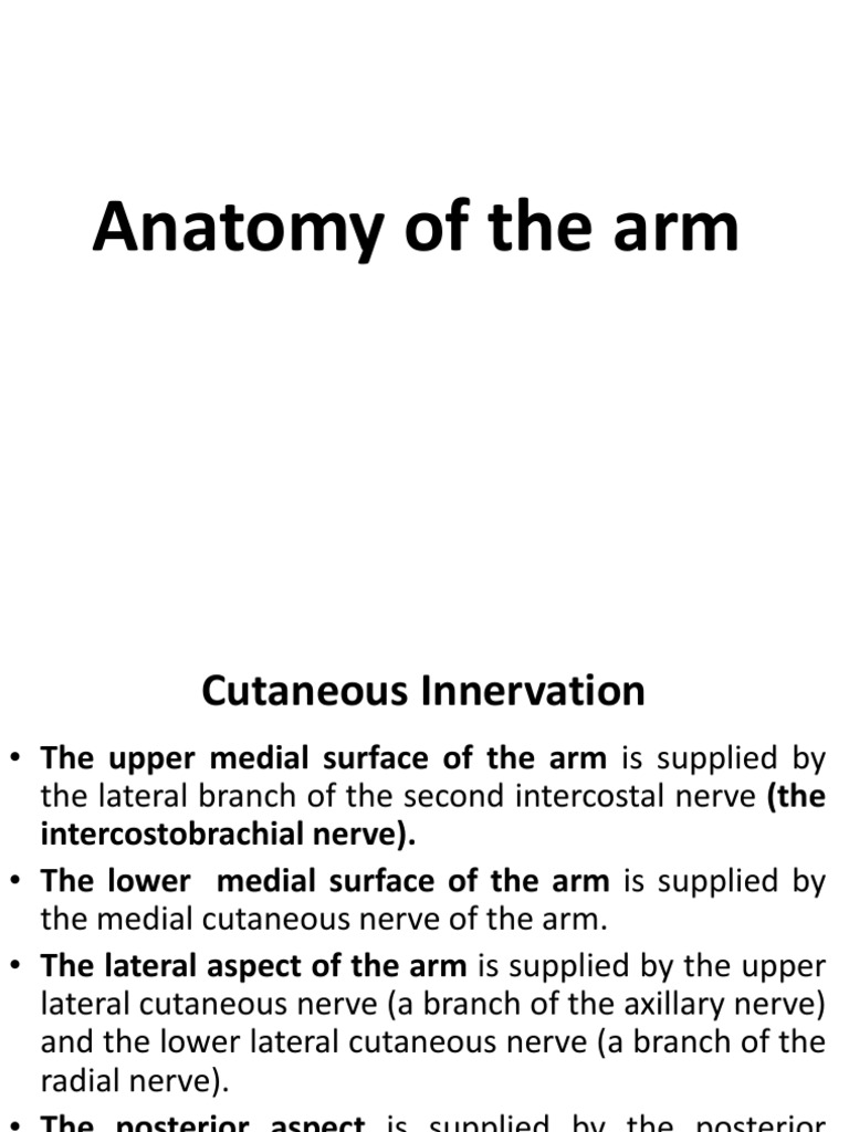 Anatomy of Arm | PDF | Arm | Elbow