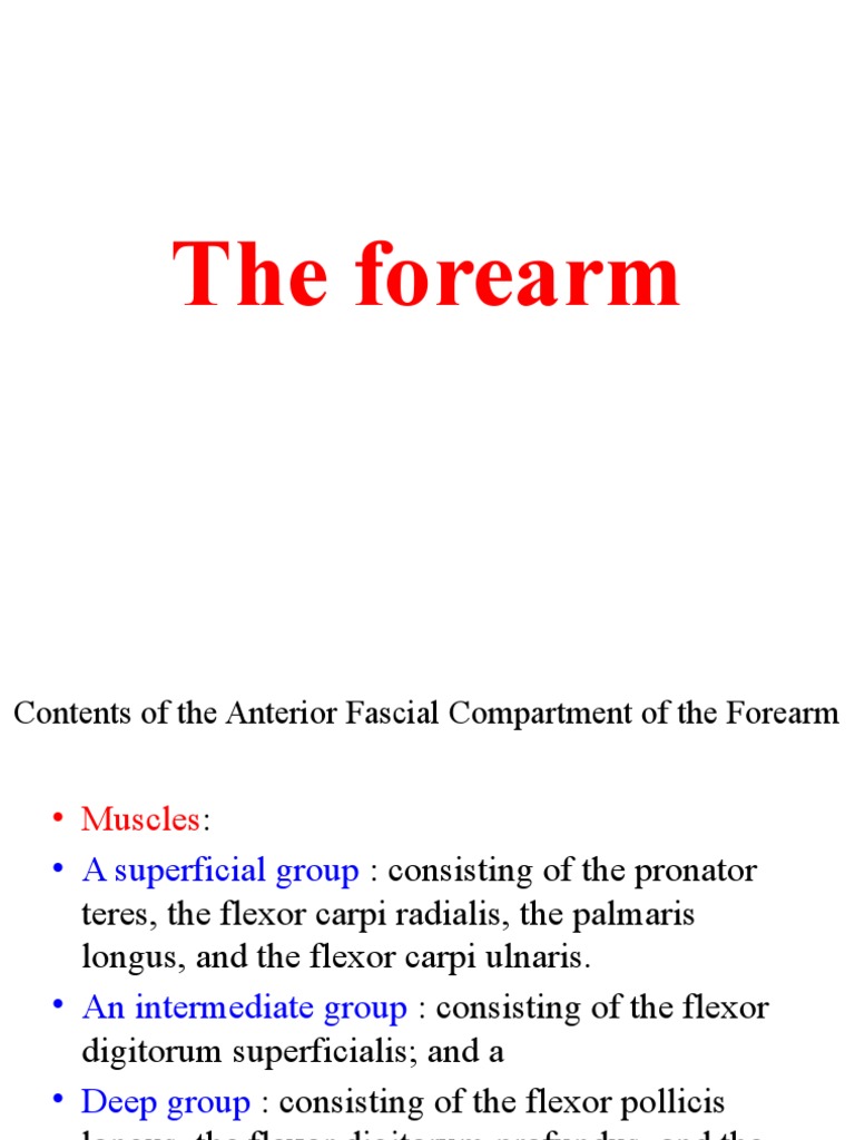 Anatomy of Forearm | PDF | Thumb | Hand