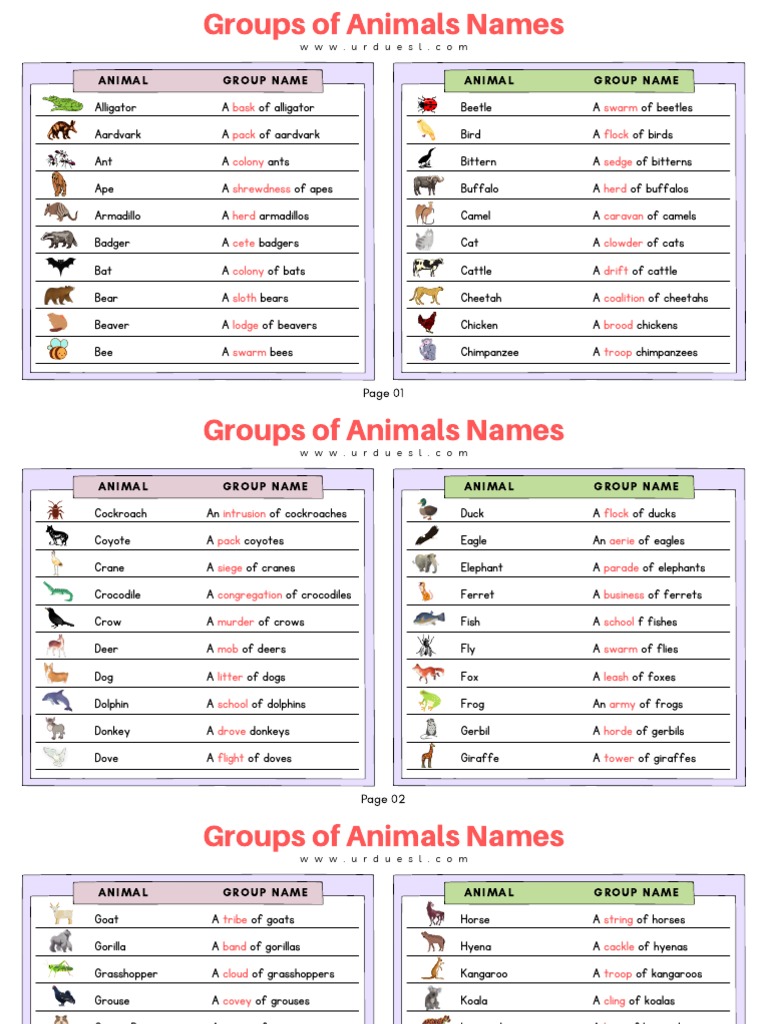 Groups of Animals Names | Download Free PDF | Organisms