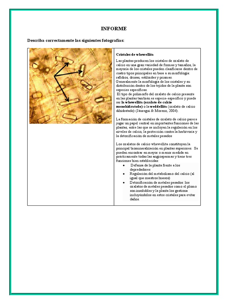 Formas y funciones de los cristales de oxalato de calcio (whewellita ...