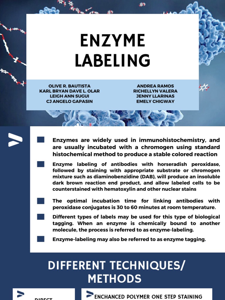 Enzyme Label Diagram Enzyme Worksheet.pdf