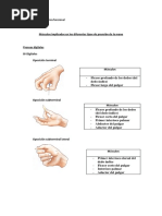 Anatomía e Inervación de la Mano | PDF | Mano | Anatomía humana
