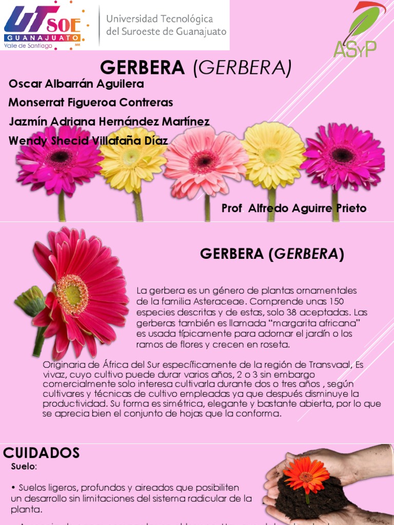 Gerbera | PDF | Flores | Plantas