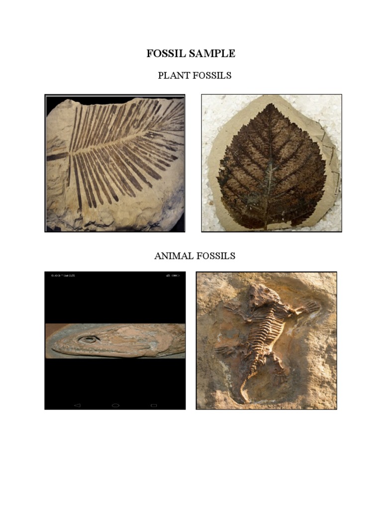 Fossil Sample: Plant Fossils | PDF | Science & Mathematics