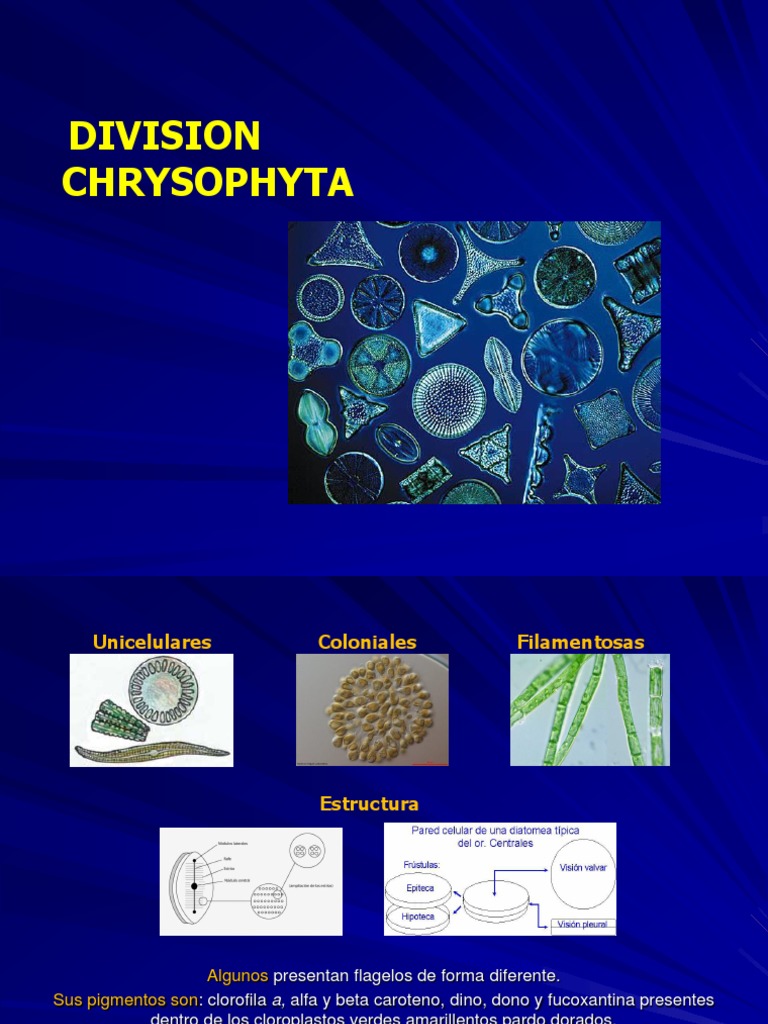Division Chrysophyta | PDF | Eucariotas | Algas