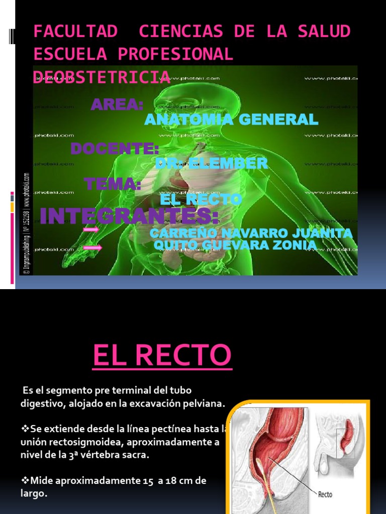 Expocision de Anatomia El Recto | PDF | Recto | Pelvis