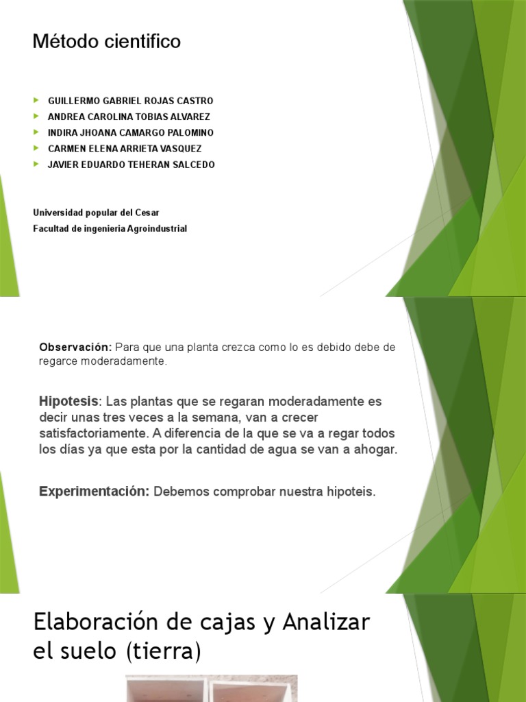 Presentación Metodo Cientifico. | PDF | Plantas | Hoja