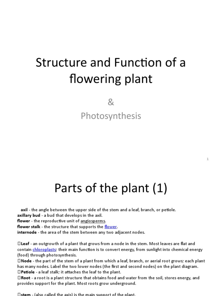 Plant Structure and Function | Download Free PDF | Leaf | Root