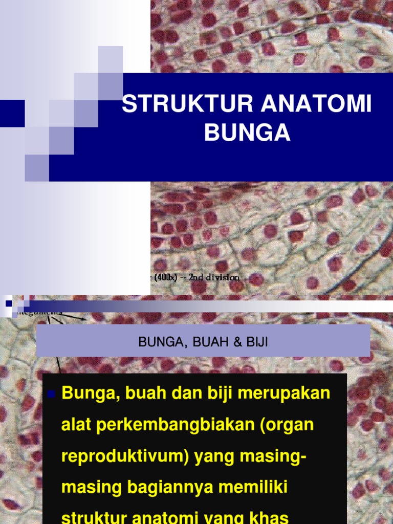 Struktur Anatomi Bunga | PDF