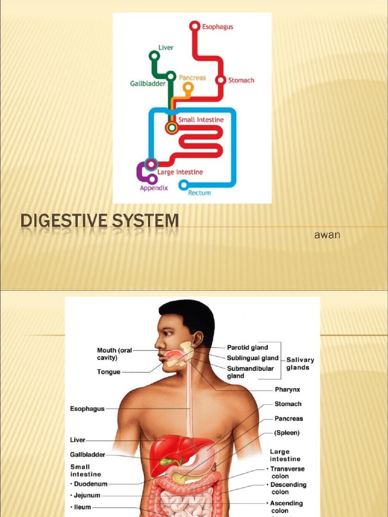 Grade 8 Digestive System | PDF