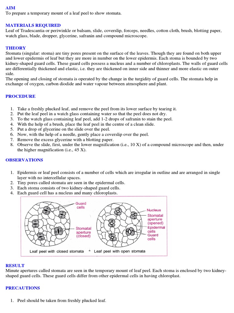 Preparing Temporary Mount of Leaf Stomata | PDF | Stoma | Leaf