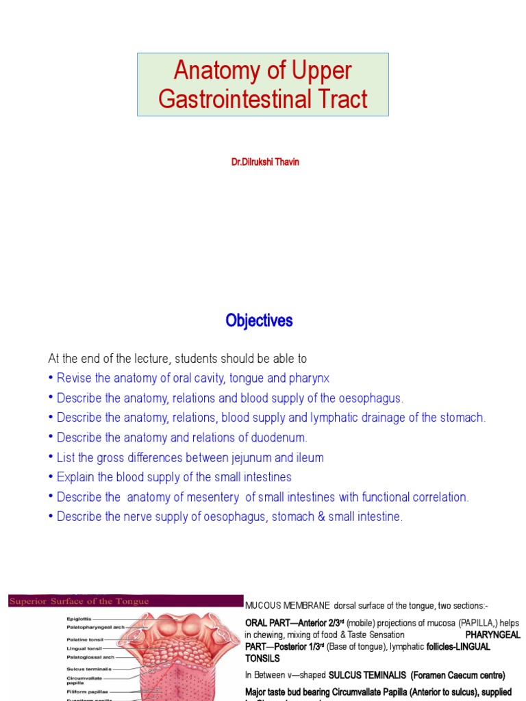 Anatomy of Upper Gastrointestinal Tract Reseaarch | PDF | Esophagus ...