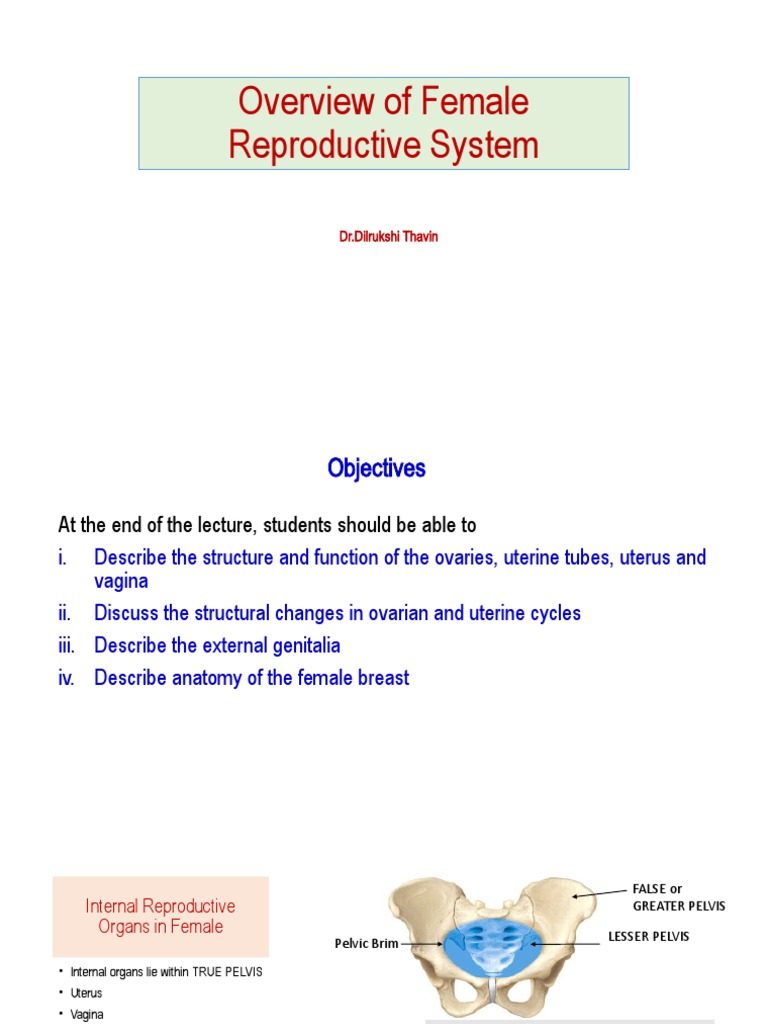 Overview of Female Reproductive System Research | PDF | Ovary | Uterus