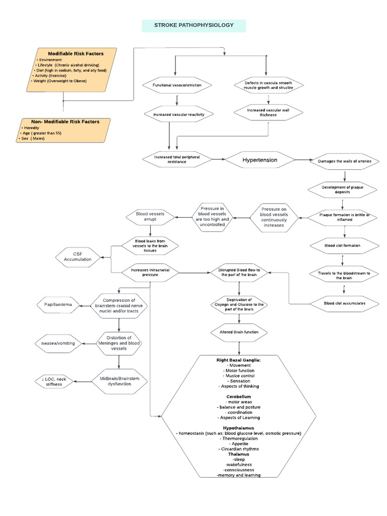 Modifiable Risk Factors: Stroke Pathophysiology | PDF | Blood Vessel ...