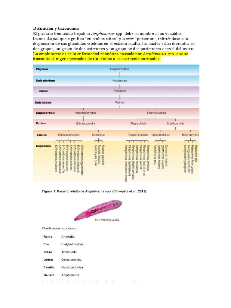 Amphimerus spp.: Epidemiología y Ciclo | PDF | Causas de la muerte ...