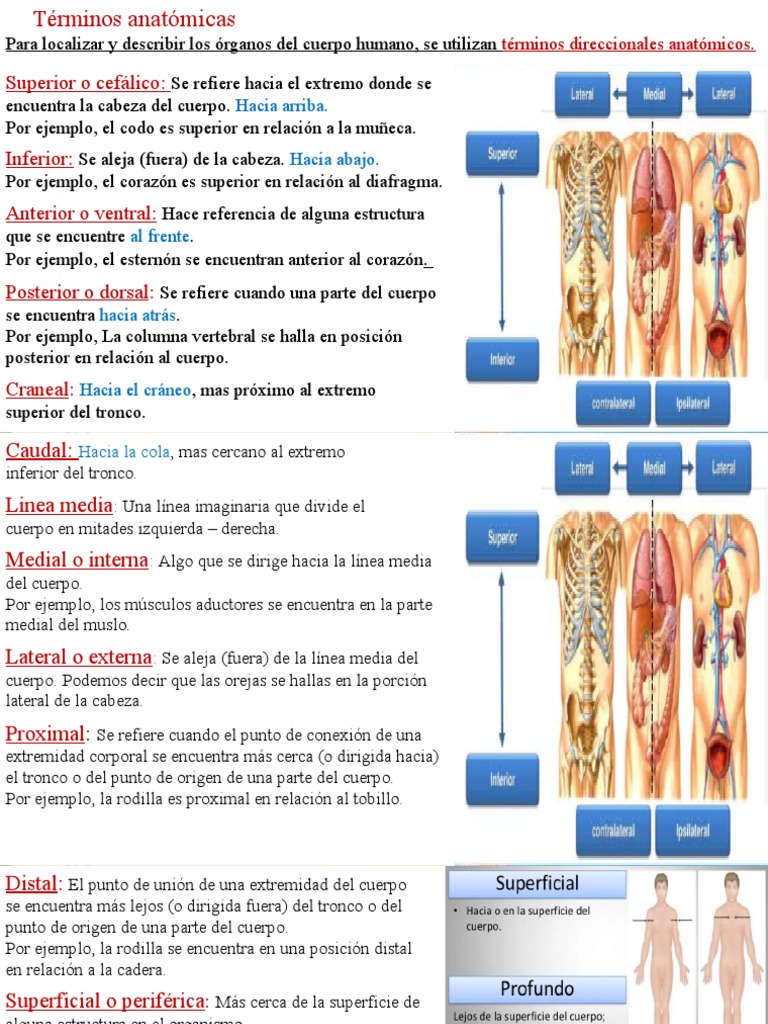 3. Terminos anatómicos | PDF | Términos anatómicos de ubicación ...