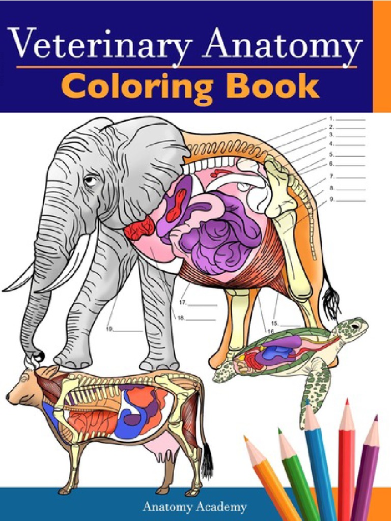 Veterinary Anatomy Coloring Book | PDF | Pelvis | Gastrointestinal Tract